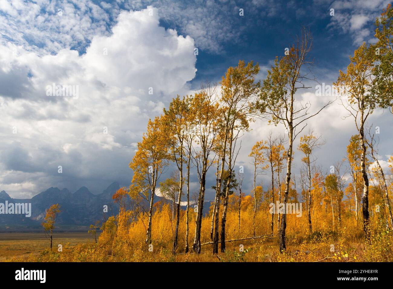 Fall covered aspen trees stand above Jackson Hole with the Teton ...