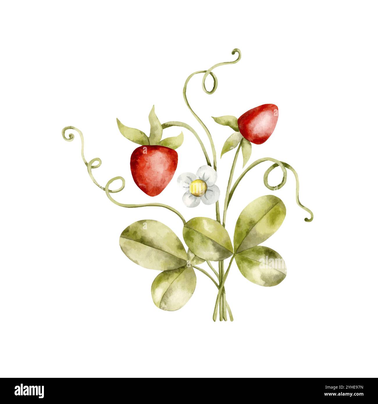 Hand-drawn, watercolor illustration with strawberry bush with leaves ...