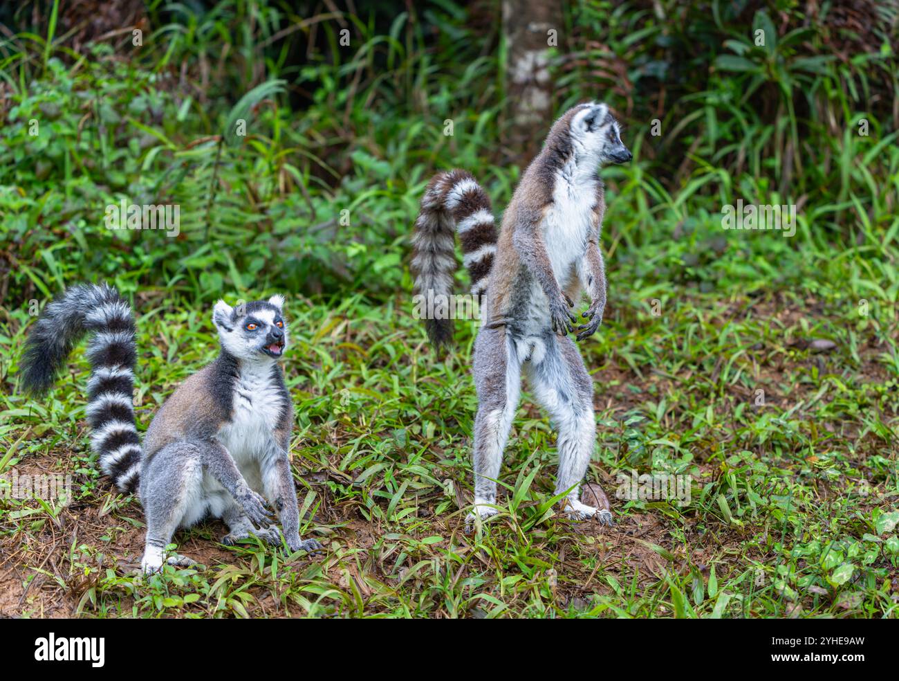 Two ring-tailed lemurs in a lush green forest. One is sitting while the ...
