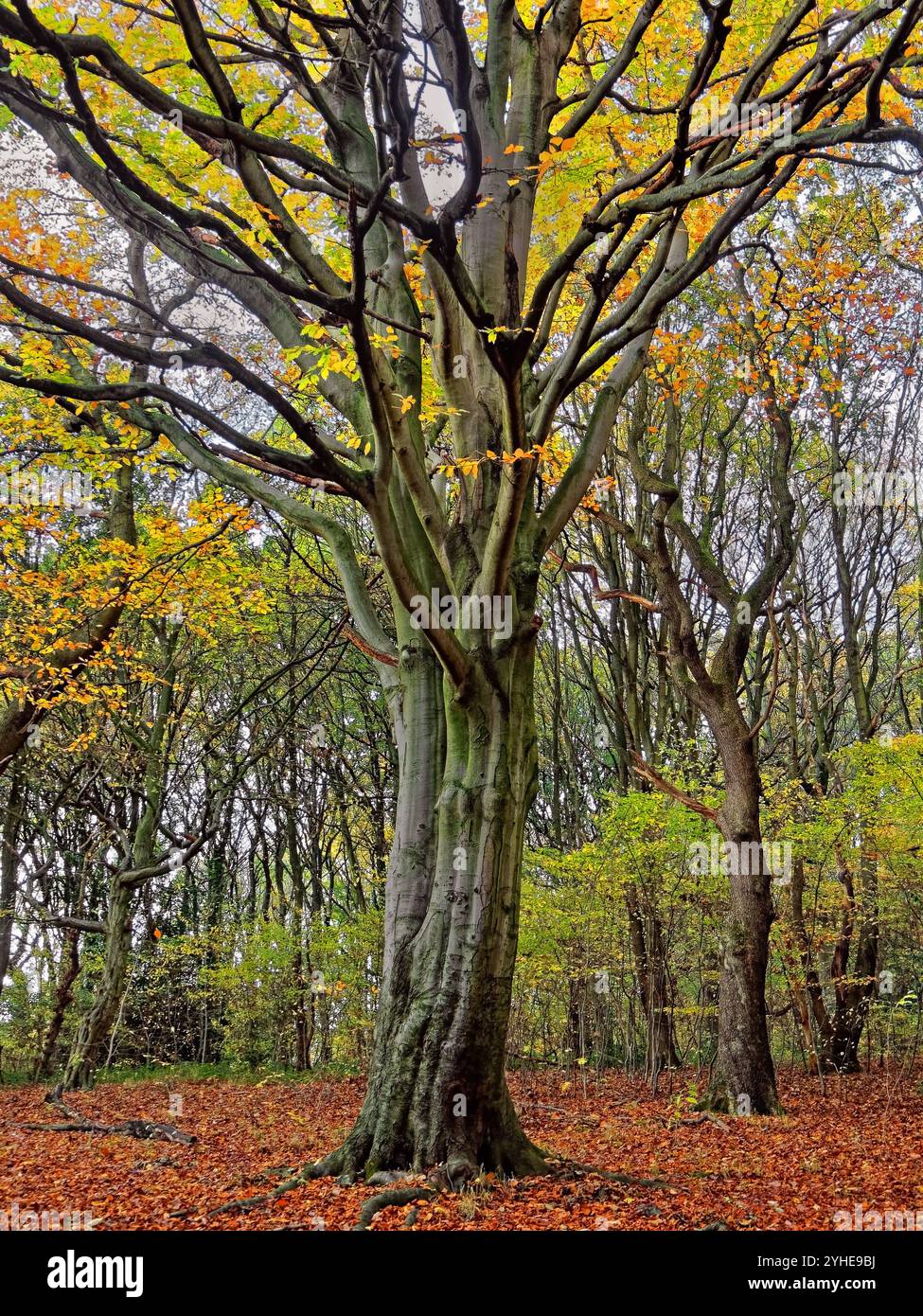 Sheffield yorkshire woolley wood hi-res stock photography and images ...