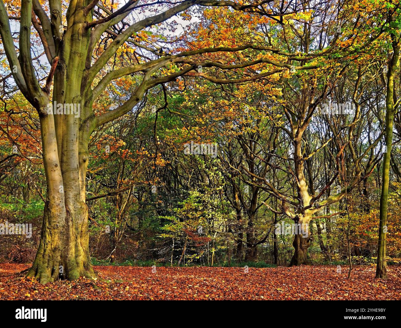 Sheffield yorkshire woolley wood hi-res stock photography and images ...