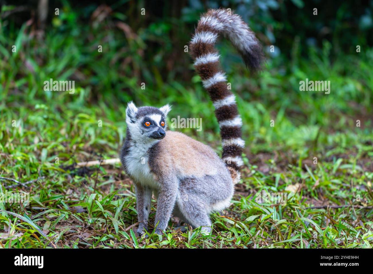 A ring-tailed lemur stands in a patch of green grass in the Andasibe ...