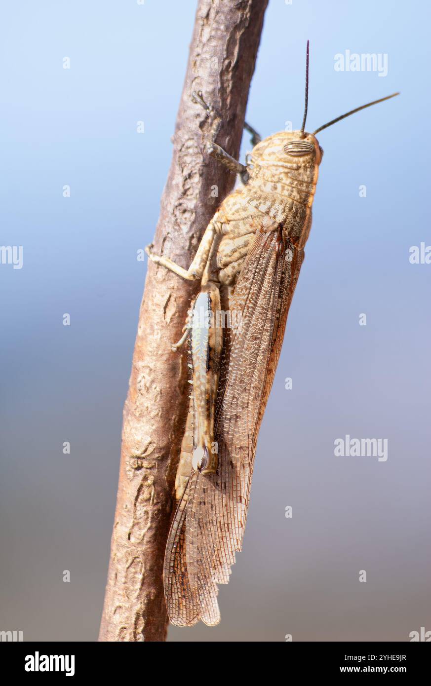 Egyptian locust, scientific name (Anacridium aegyptium). Locust on a ...