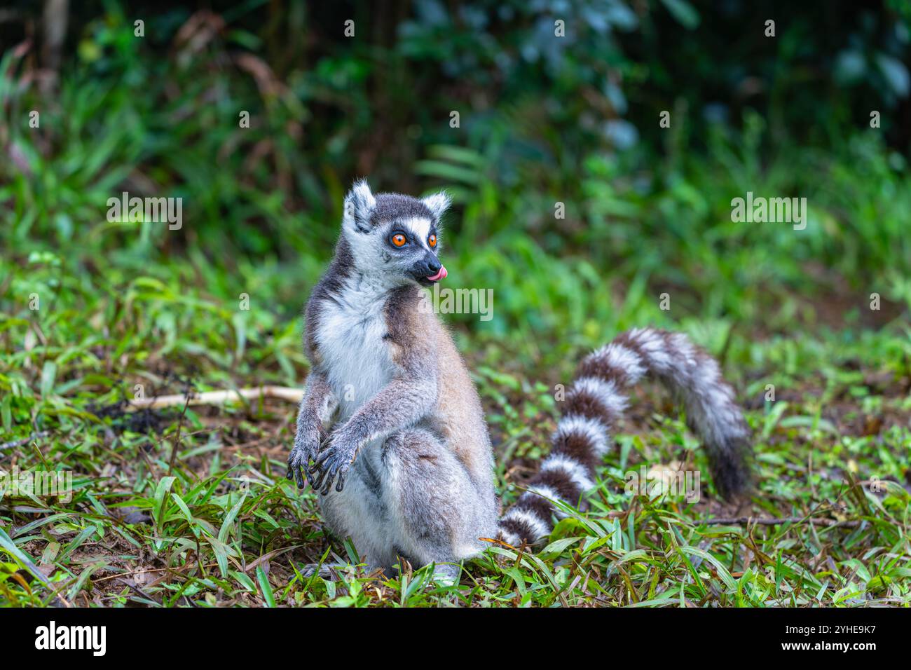 A ring-tailed lemur sits on the forest floor, its tongue sticking out ...
