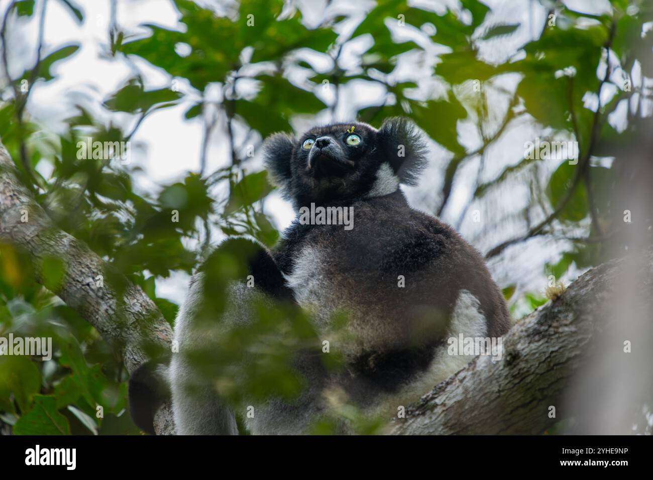 A black-and-white ruffed lemur (Varecia variegata) perches on a branch ...