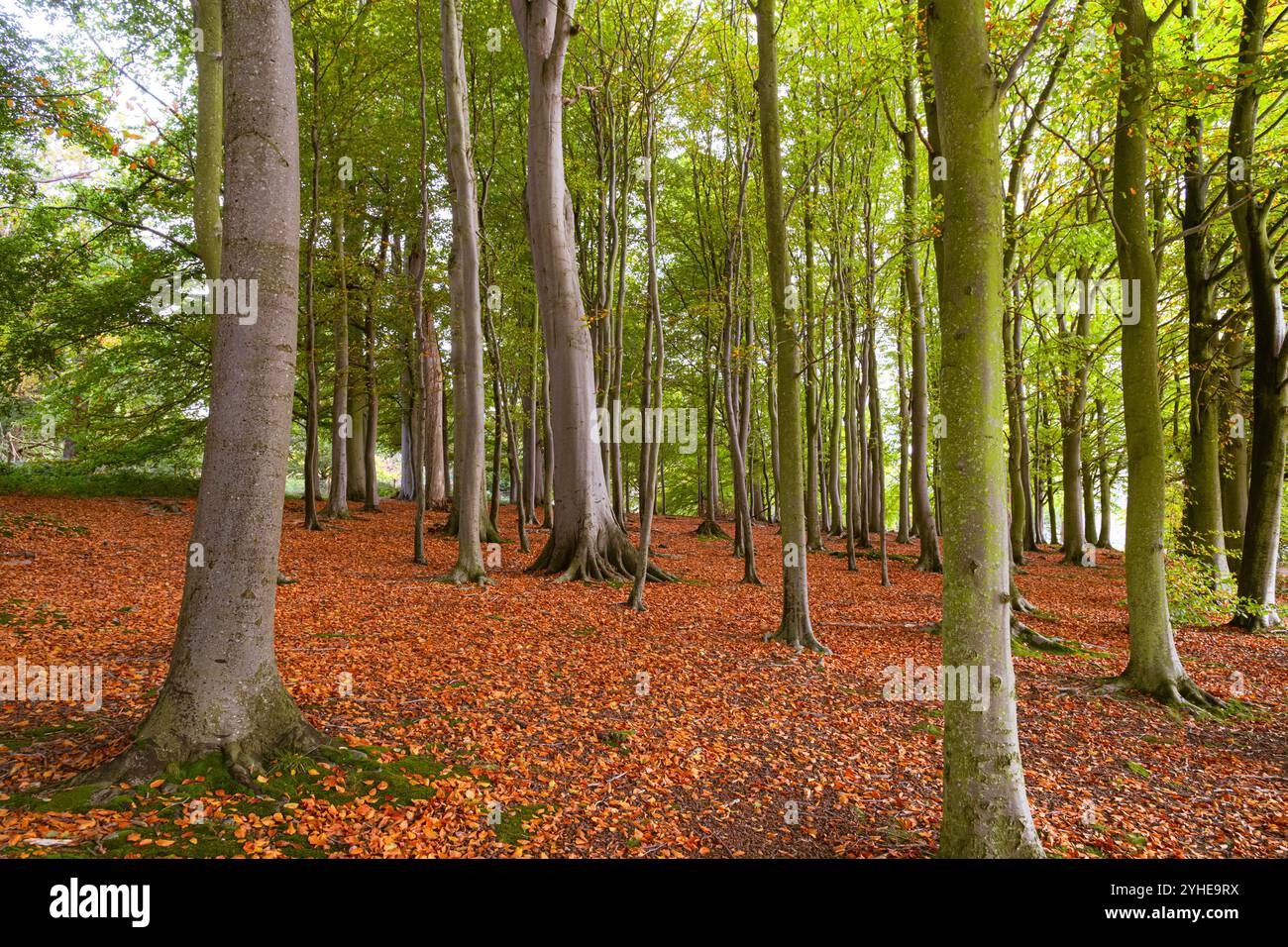 Sunlight on tree hi-res stock photography and images - Alamy