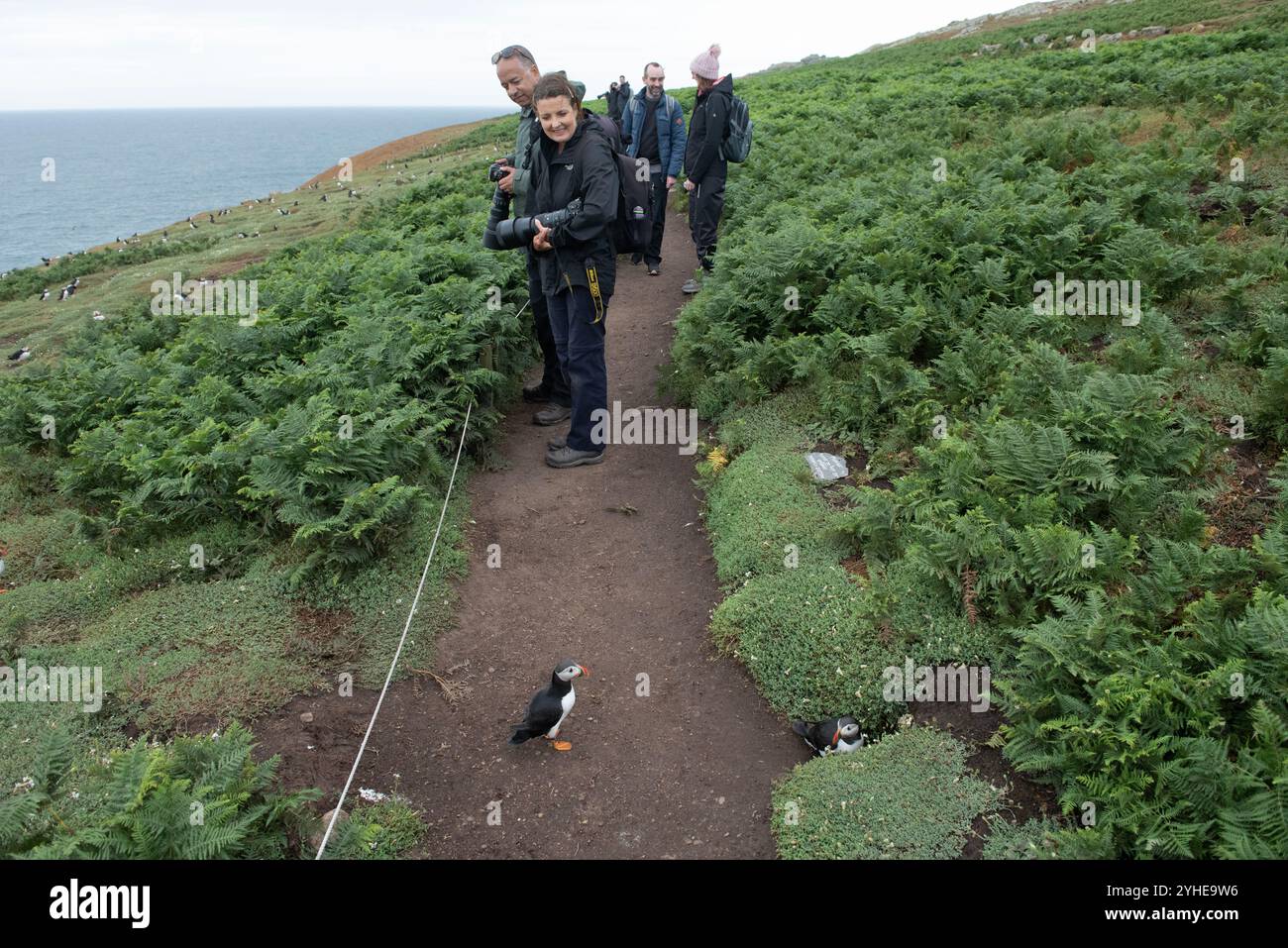 Skomer Island off the south west coast in Wales, Pembrokeshire.Home to ...