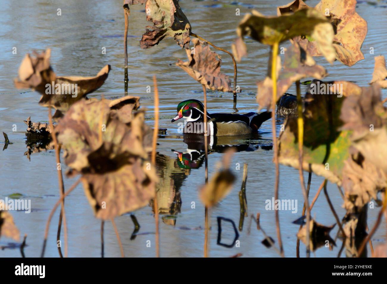 Wood duck swimming in Ohio marsh Stock Photo - Alamy
