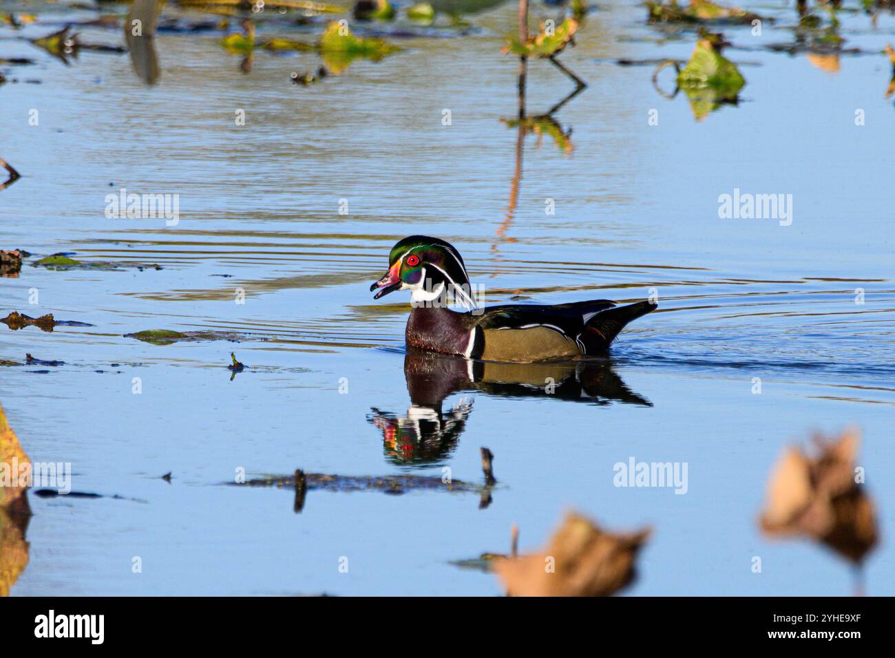 Wood duck swimming in Ohio marsh Stock Photo - Alamy