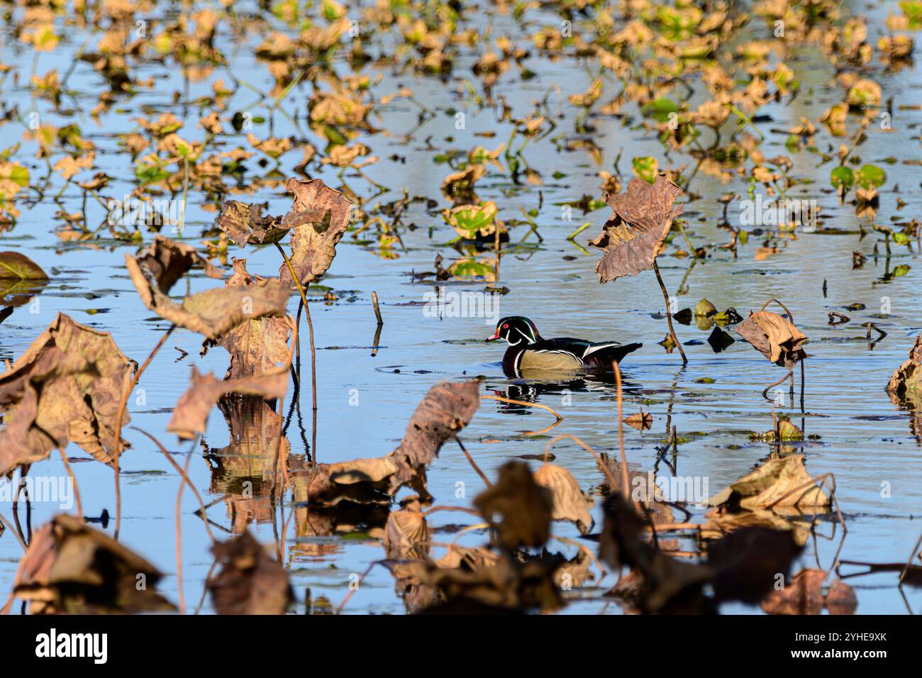 Wood duck swimming in Ohio marsh Stock Photo - Alamy