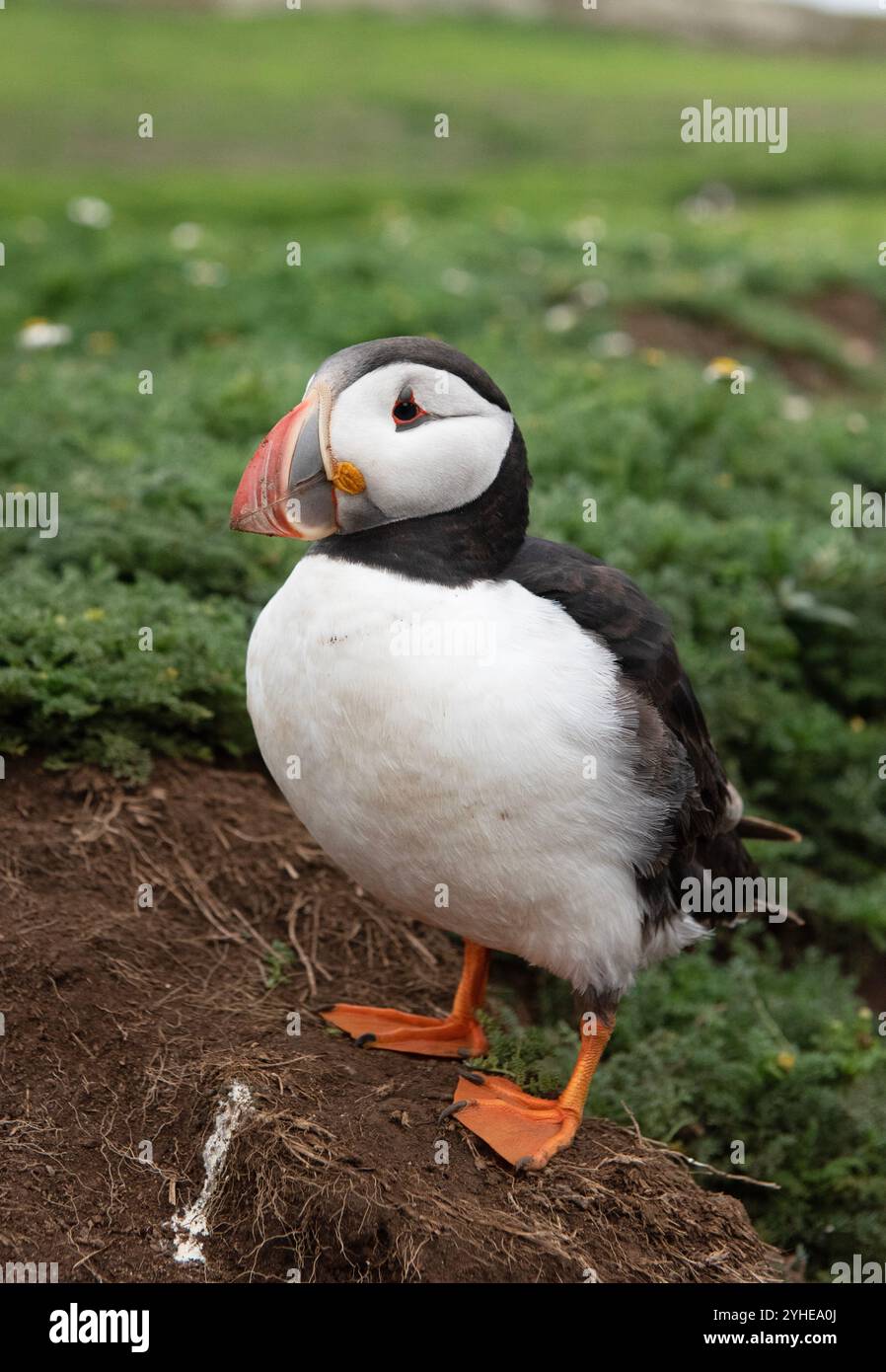 Skomer Island off the south west coast in Wales, Pembrokeshire.Home to ...