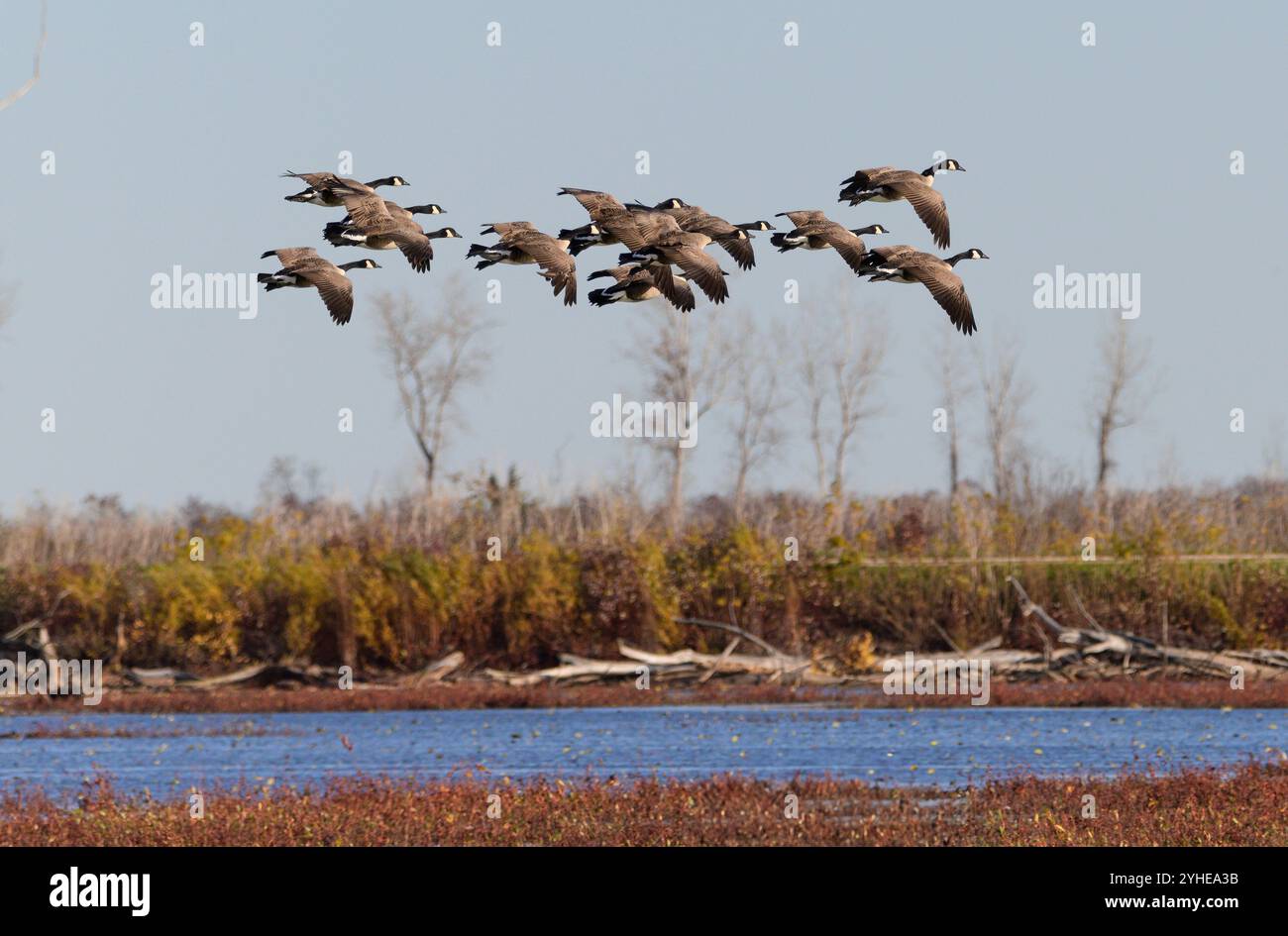 Geese flying over marsh hi-res stock photography and images - Alamy