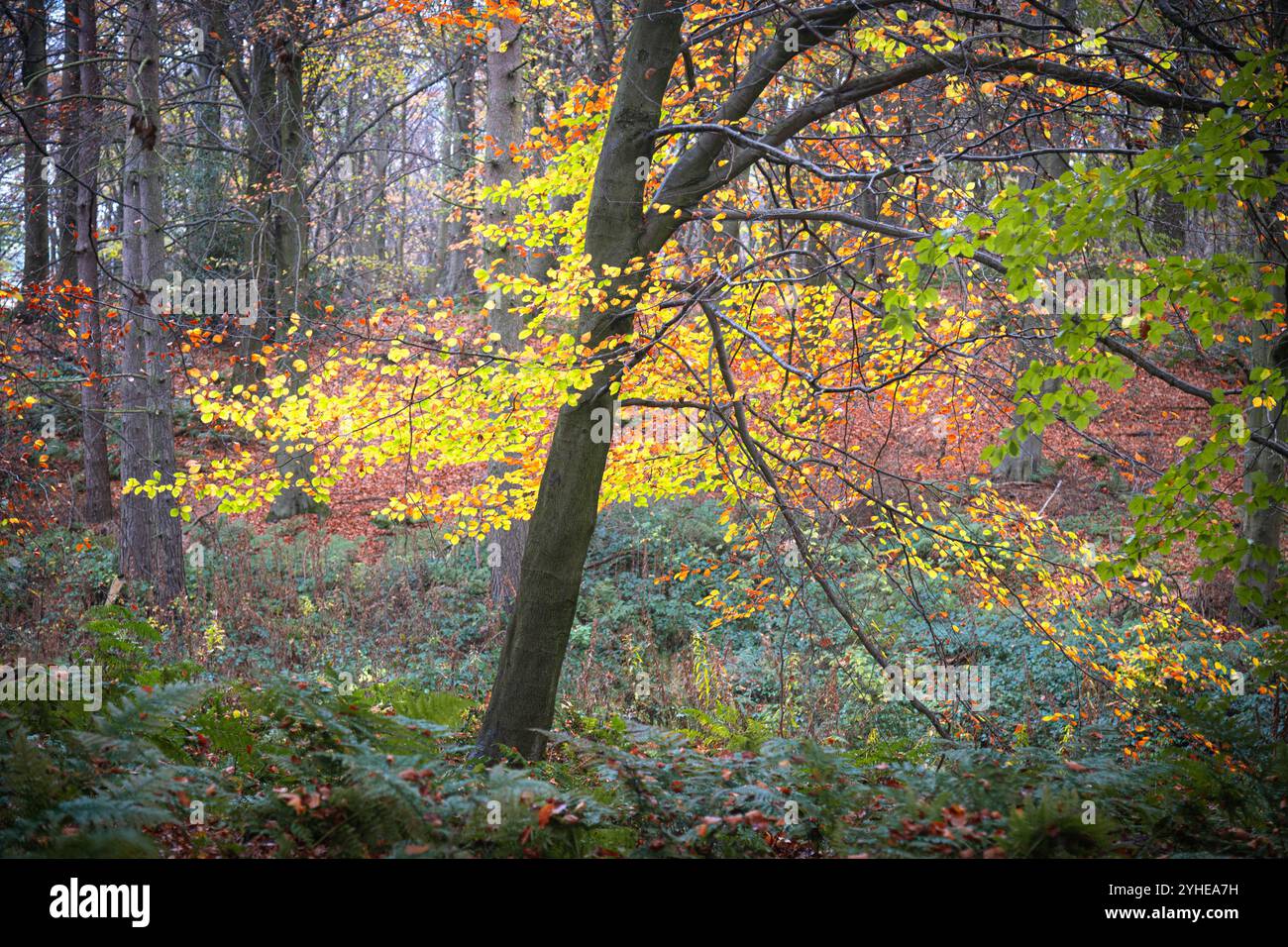 Beech branch with hi-res stock photography and images - Alamy
