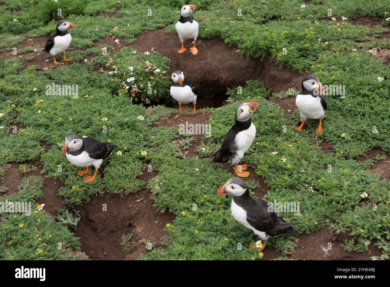 Skomer Island off the south west coast in Wales, Pembrokeshire.Home to ...