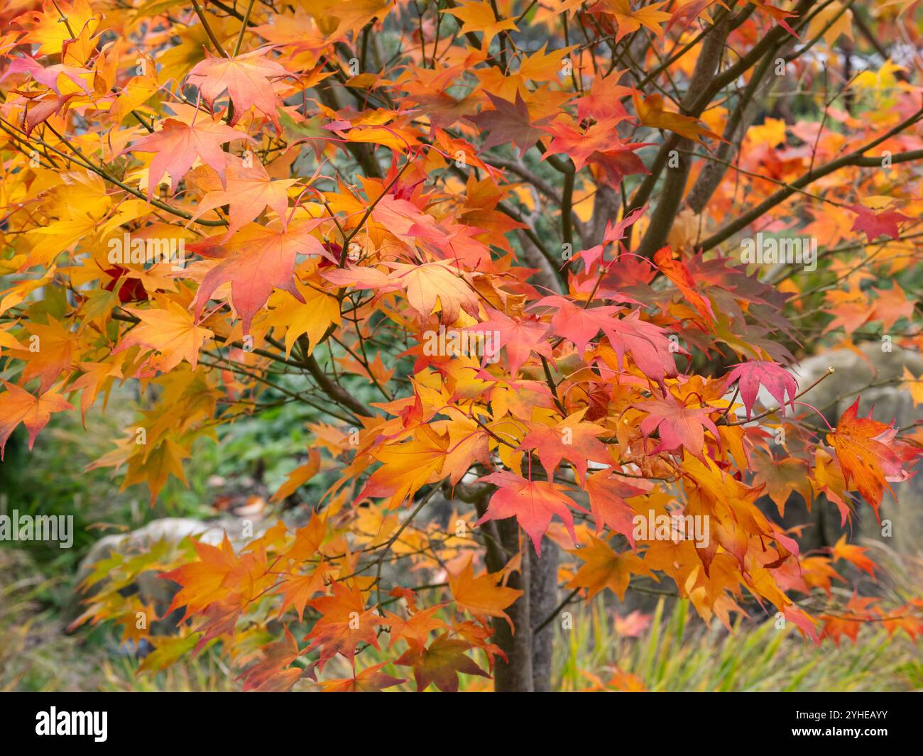 Japanese Maple - Acer palmatum 'Satsuki-beni' Stock Photo - Alamy
