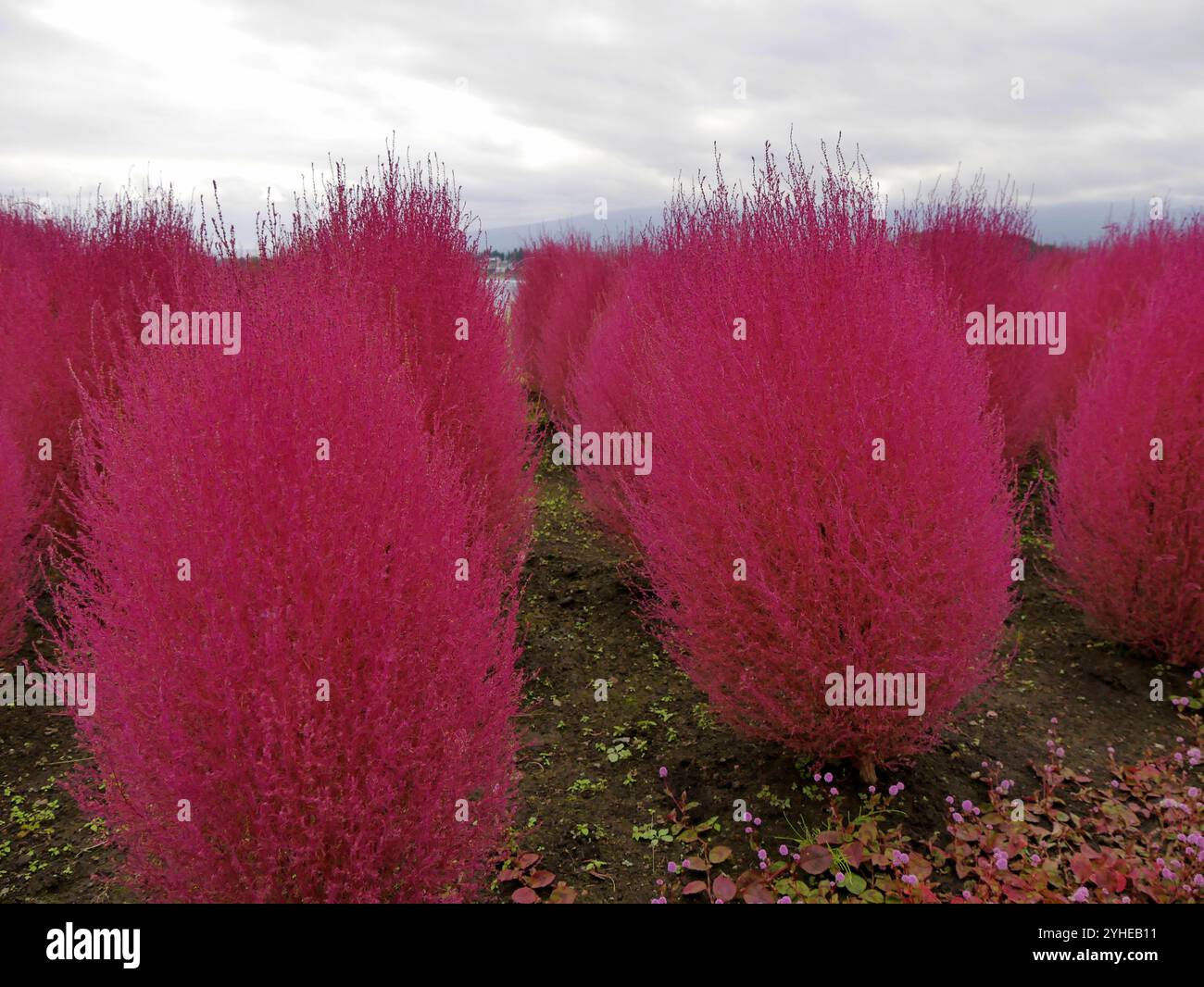 Magenta colored red kochia shrub with clouds covering the sky in ...
