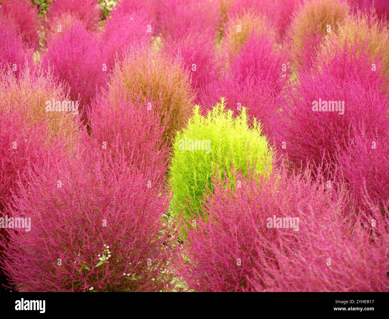 Broom tree hi-res stock photography and images - Alamy