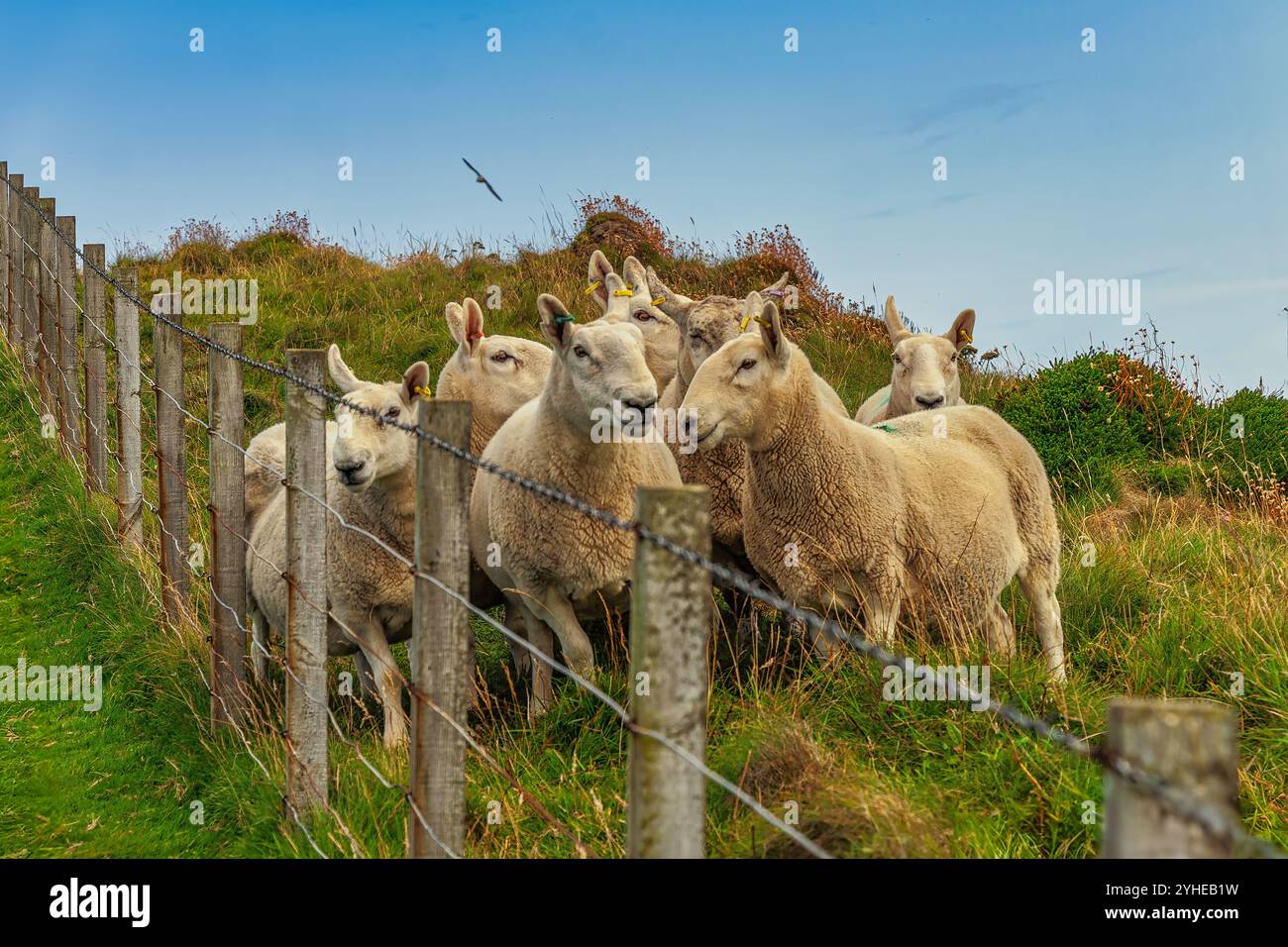 A flock of sheep on the cliffs of Duncansby Head. Highlands, Scotland ...