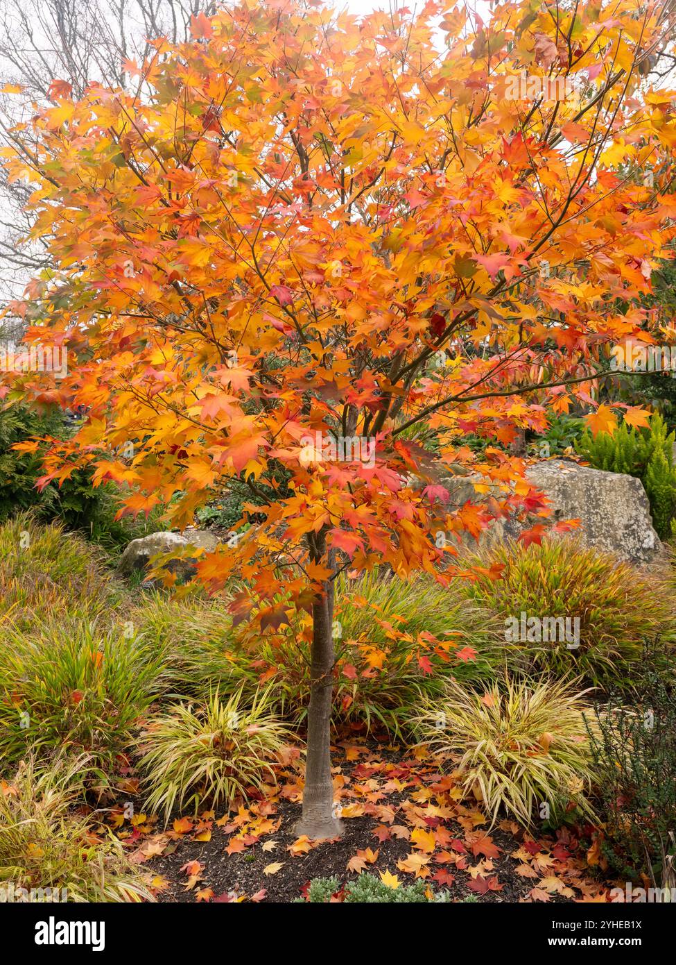 Japanese Maple - Acer palmatum 'Satsuki-beni' Stock Photo - Alamy