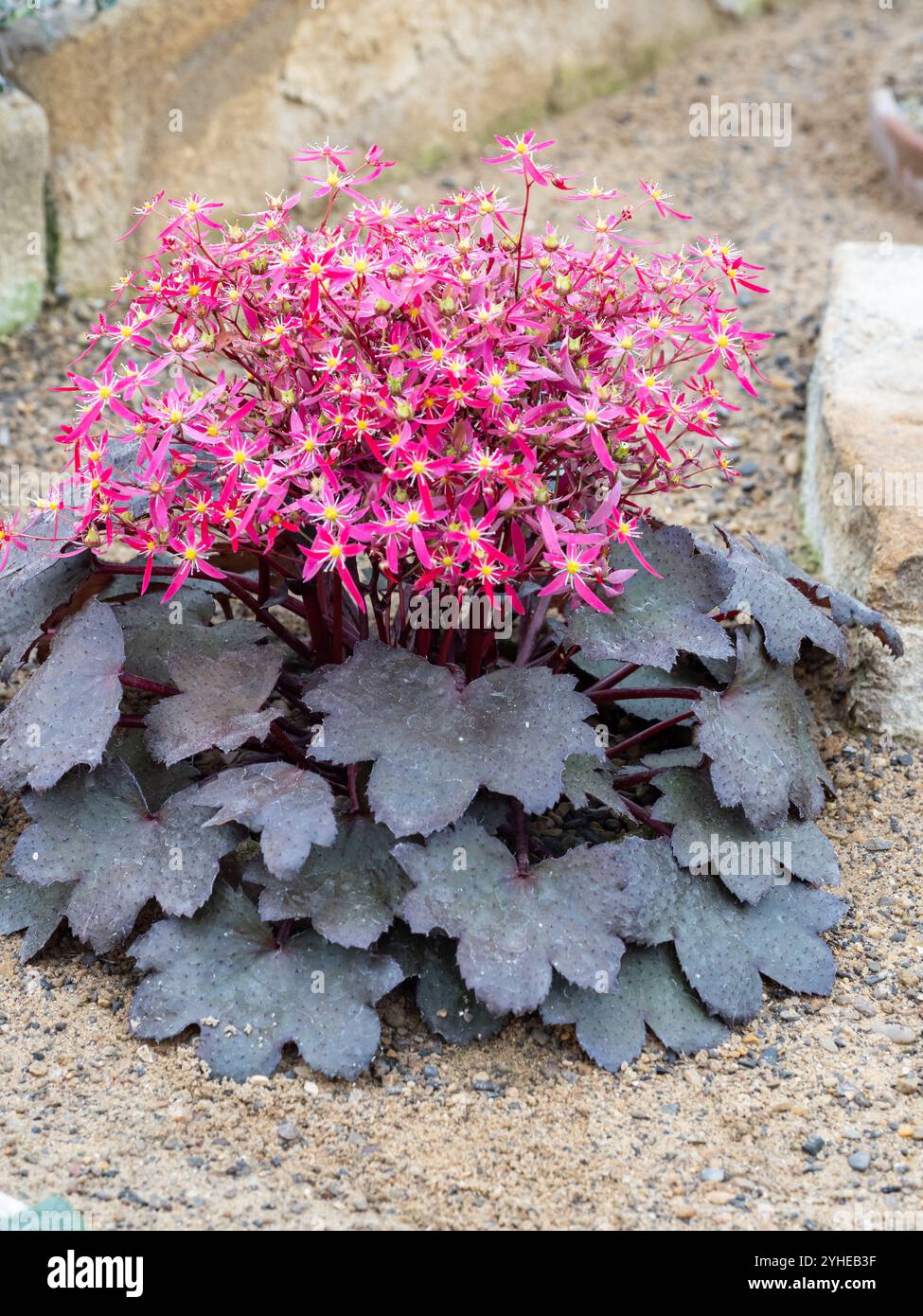 Pixies dancing hi-res stock photography and images - Alamy