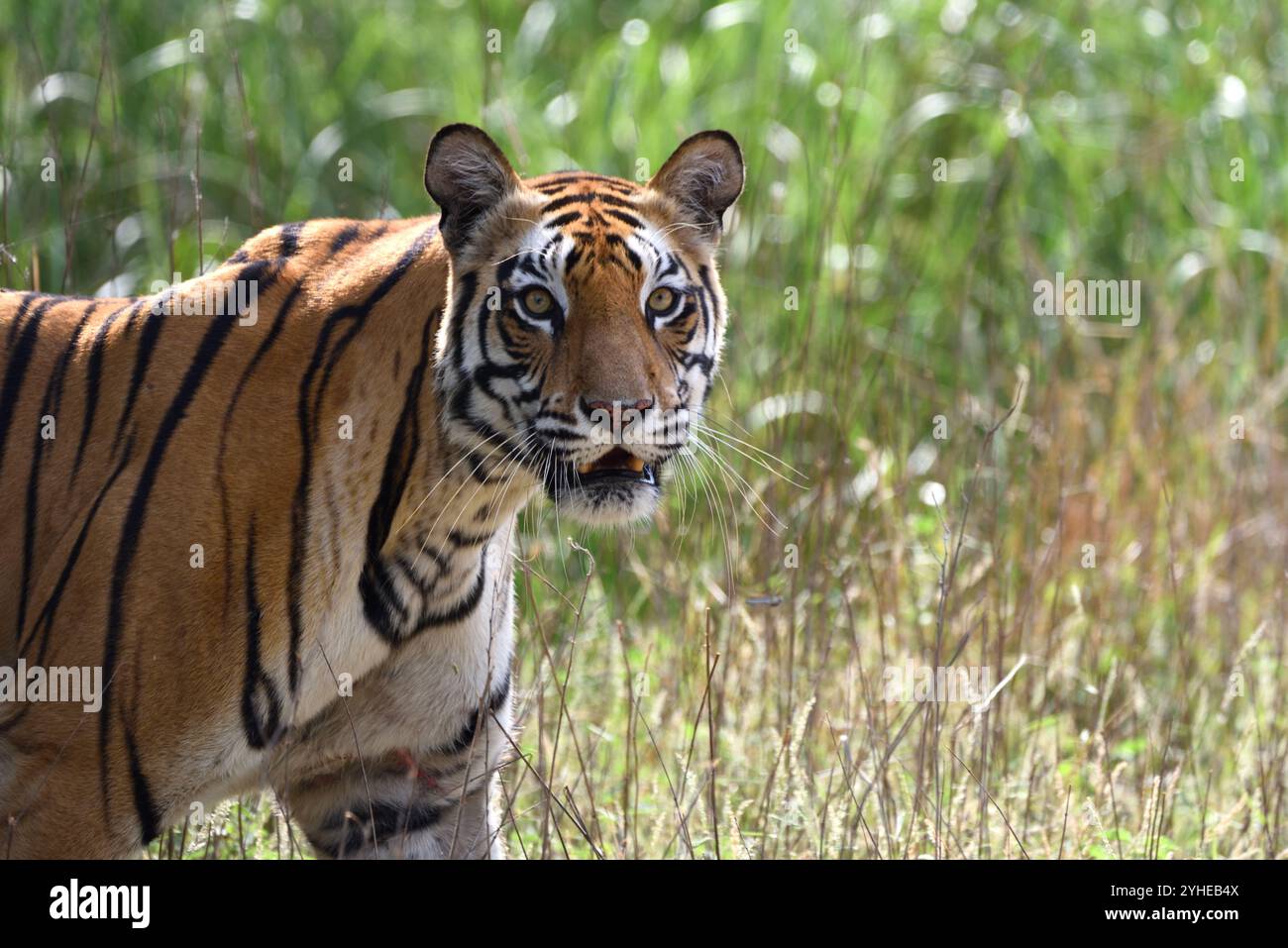 Female tigress, wildlife bhopal India Stock Photo - Alamy