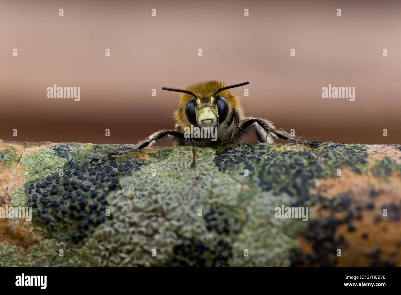 Hairy footed flower bee male hi-res stock photography and images - Alamy