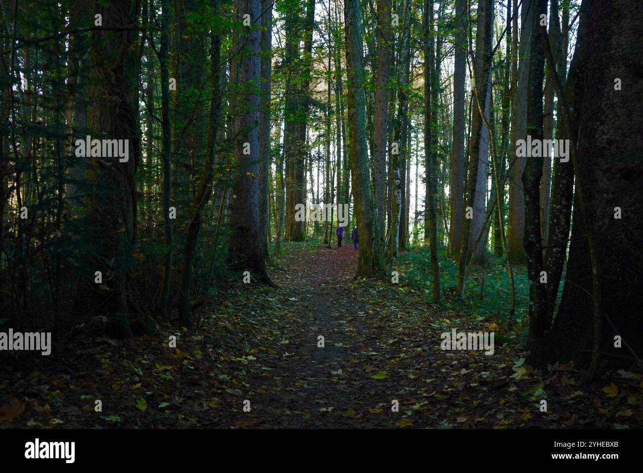 Waldweg forest hi-res stock photography and images - Alamy