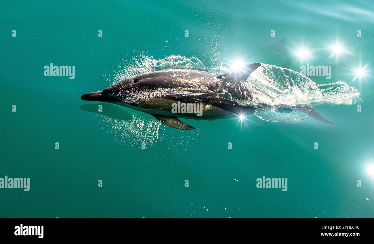 Captured dolphin hi-res stock photography and images - Alamy