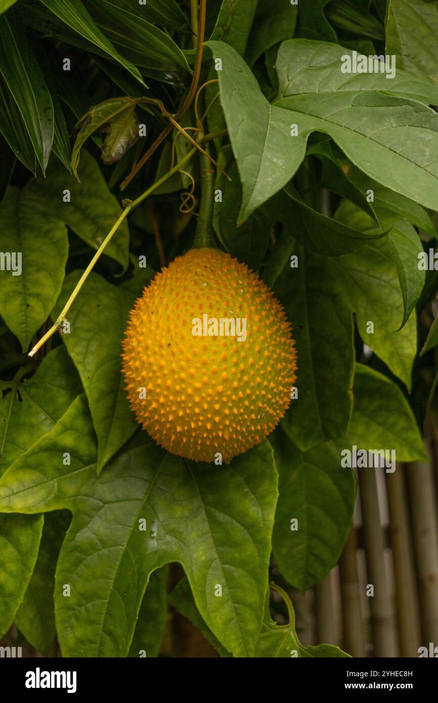 Gac fruit close up hi-res stock photography and images - Alamy
