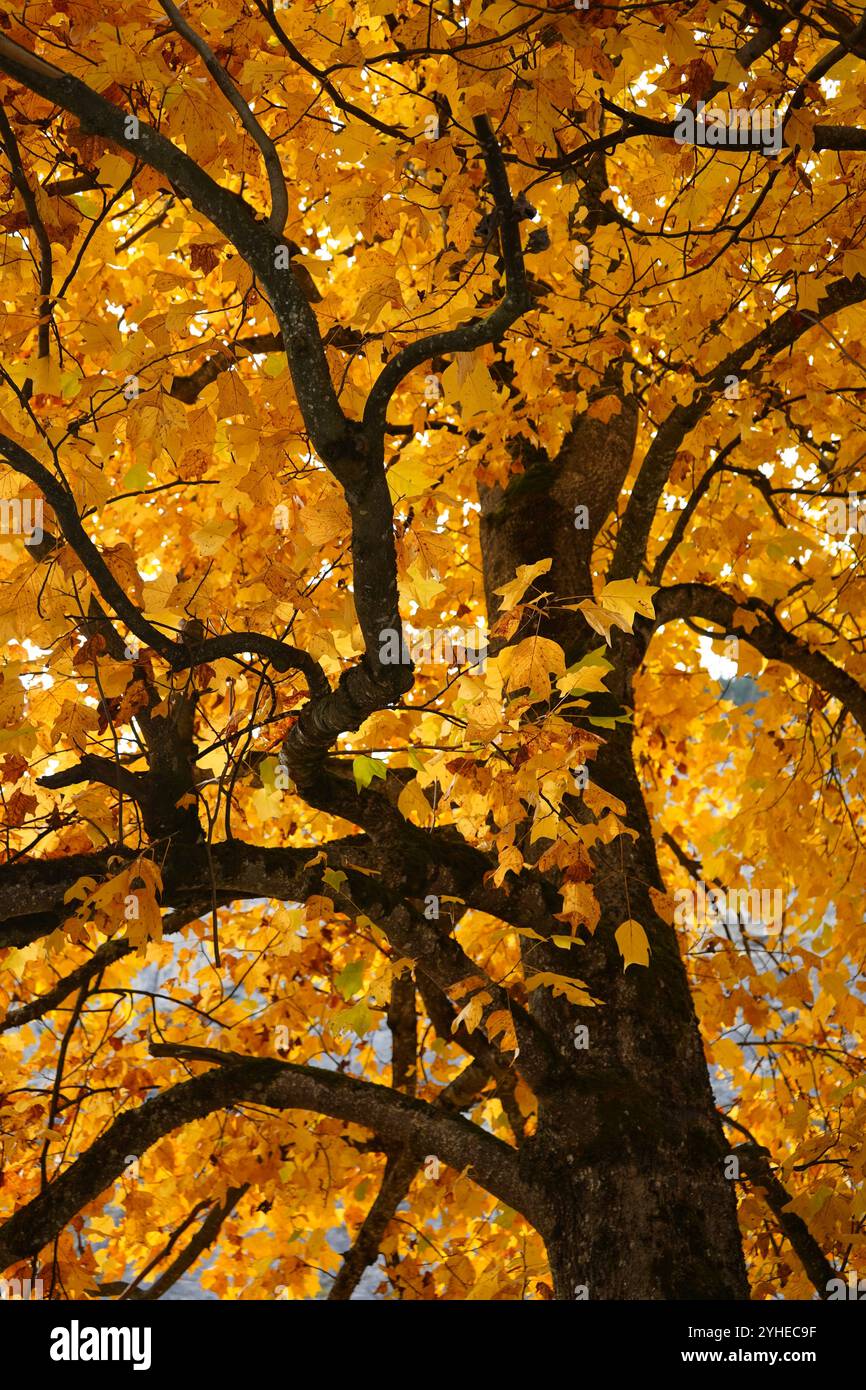 Golden yellow tulip tree hi-res stock photography and images - Alamy
