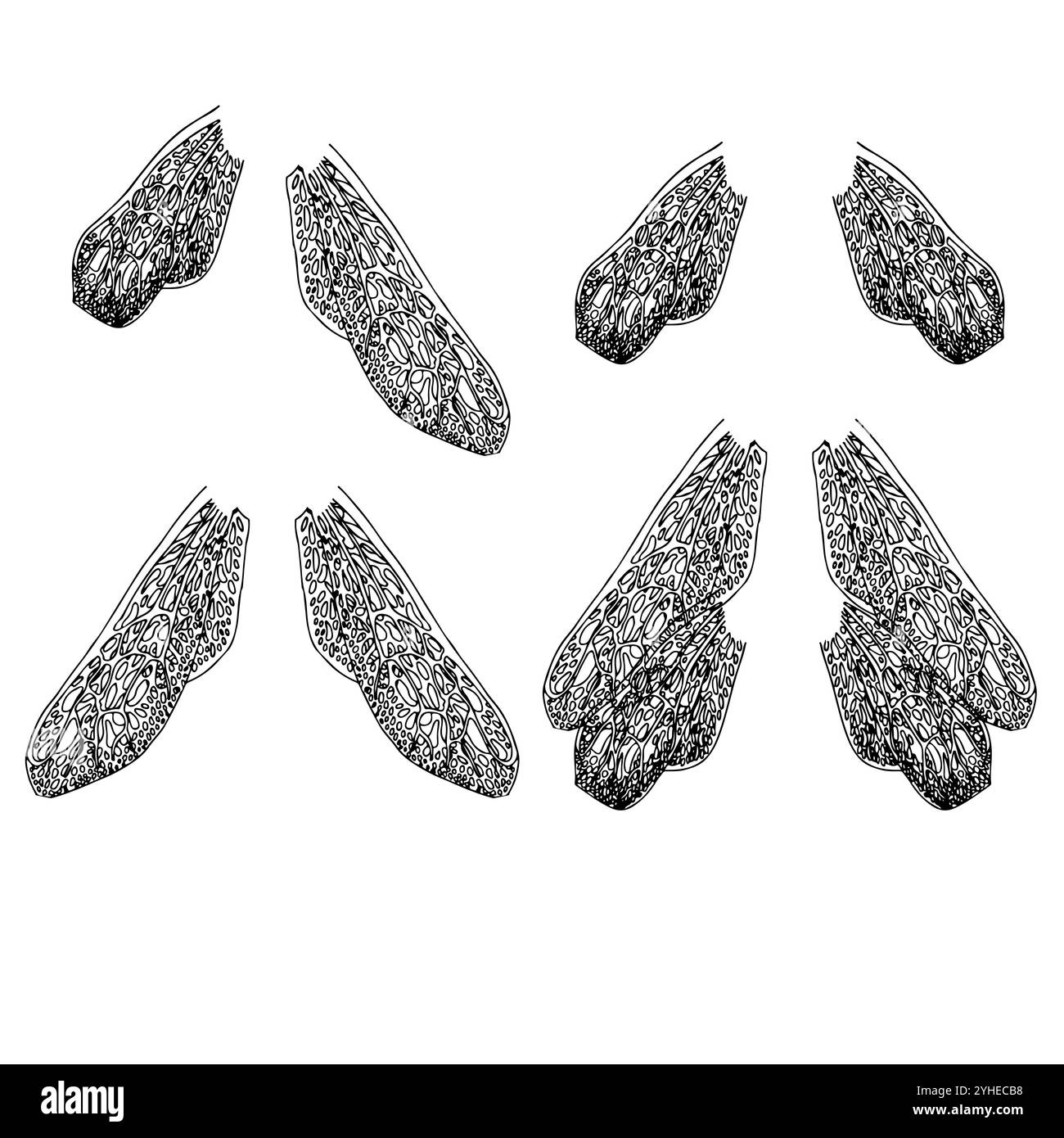 Set of detailed insect wings in doodle style. Openwork illustration ...