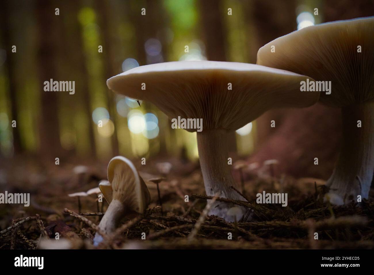 Clouded funnel mushroom Stock Photo - Alamy