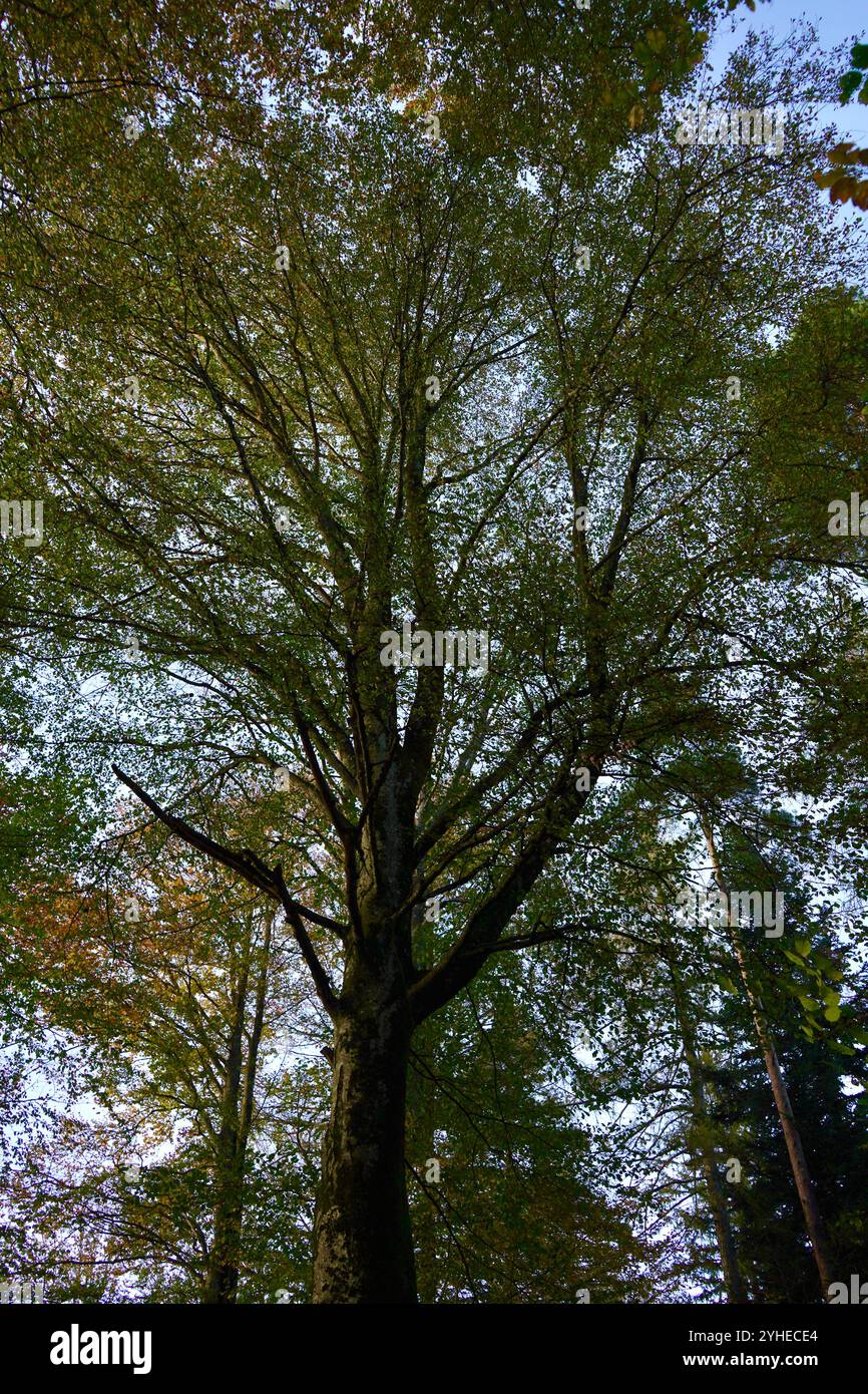 Epic low angle hi-res stock photography and images - Alamy