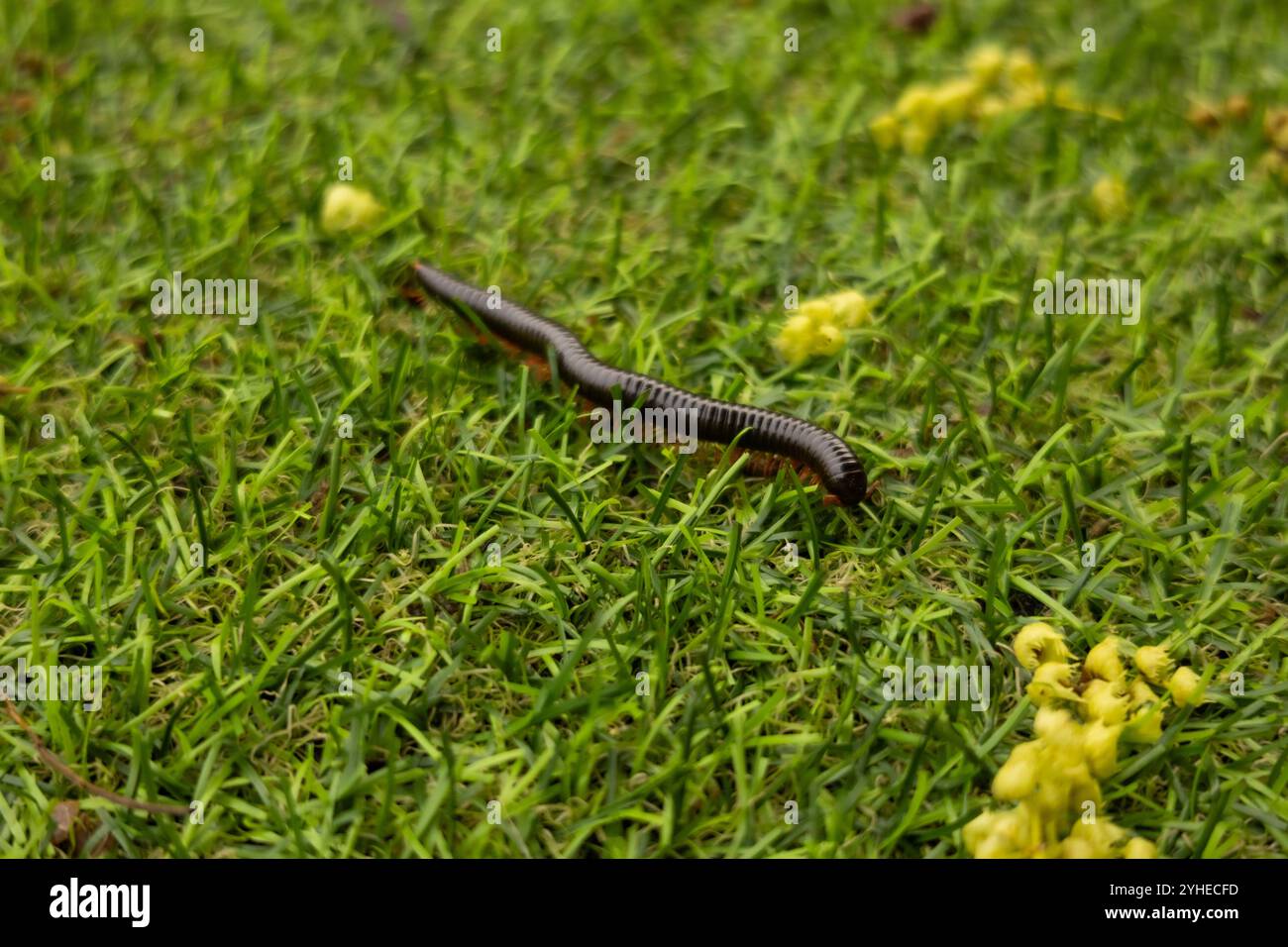 Close-up of a long centipede crawling on the green grass. Photos of ...