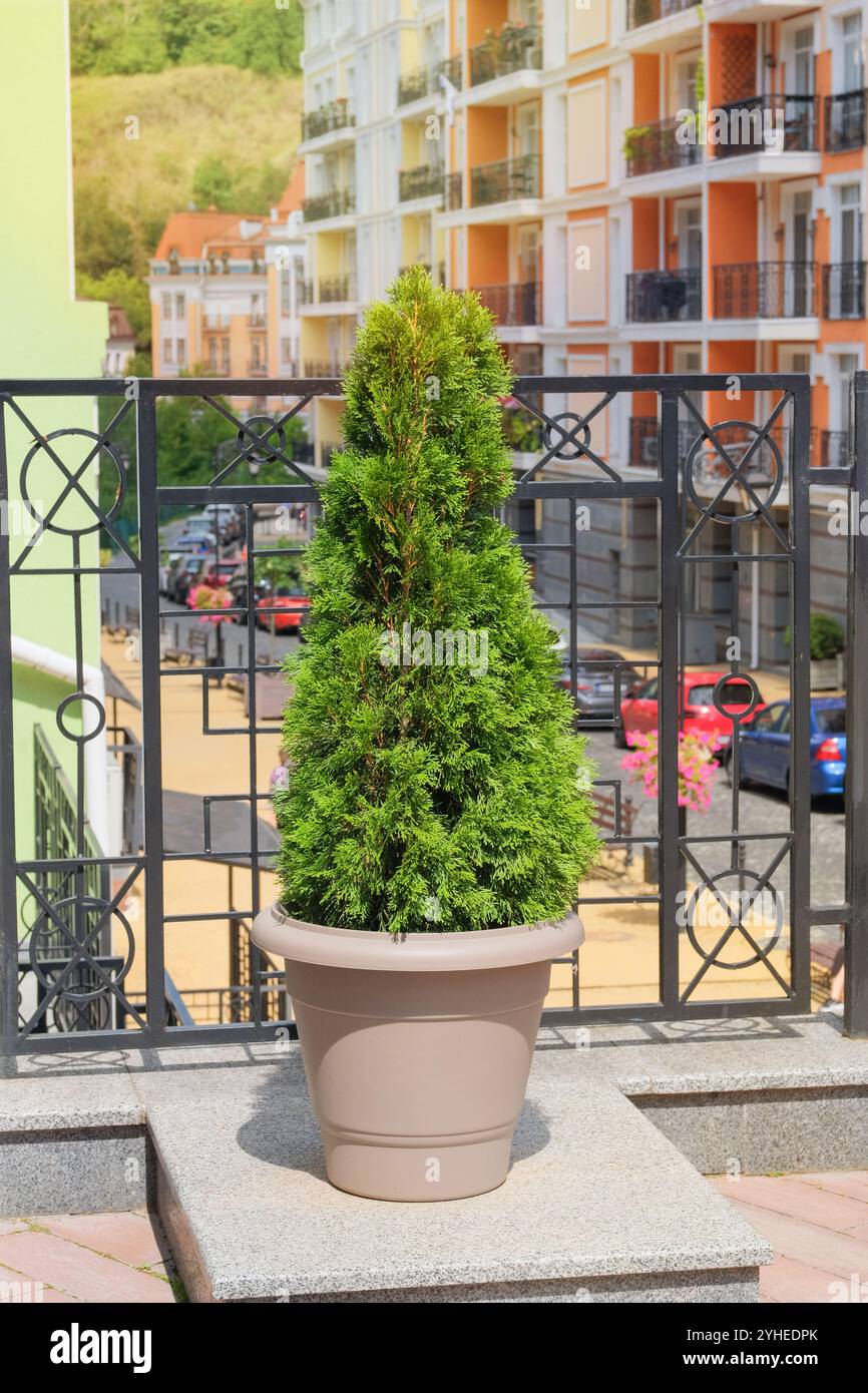 Cypress in large outdoor pot. Thuja occidentalis danica in container ...