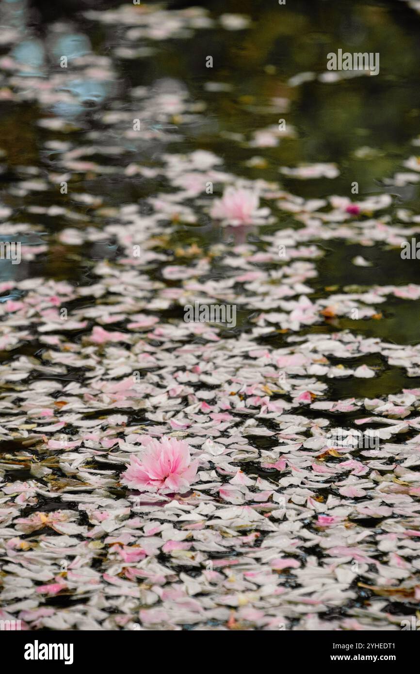 Pink cherry blossom flowers in a puddle Stock Photo - Alamy