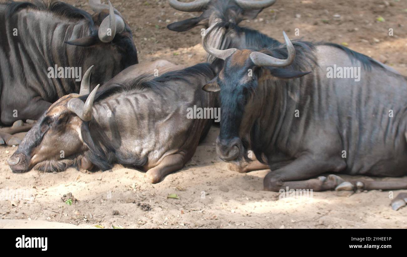 Group wildebeests game in hi-res stock photography and images - Alamy