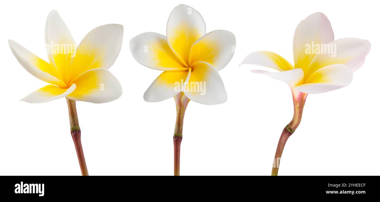 Beautiful frangipani tree hi-res stock photography and images - Alamy
