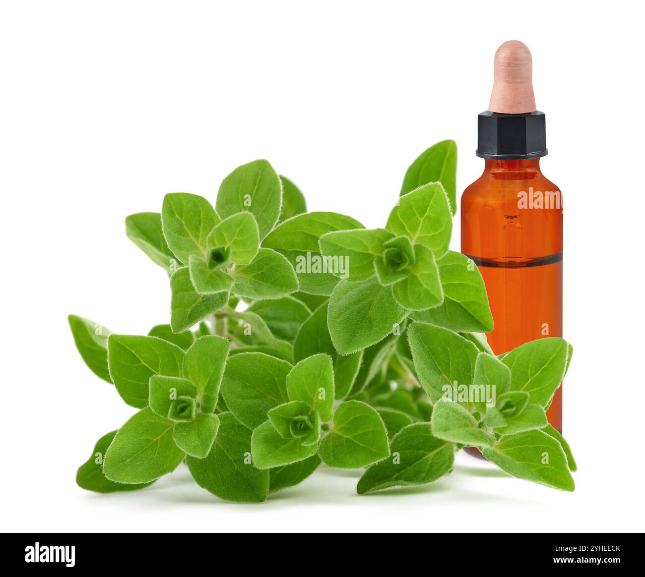 Fresh oregano leaves origanum hi-res stock photography and images - Alamy