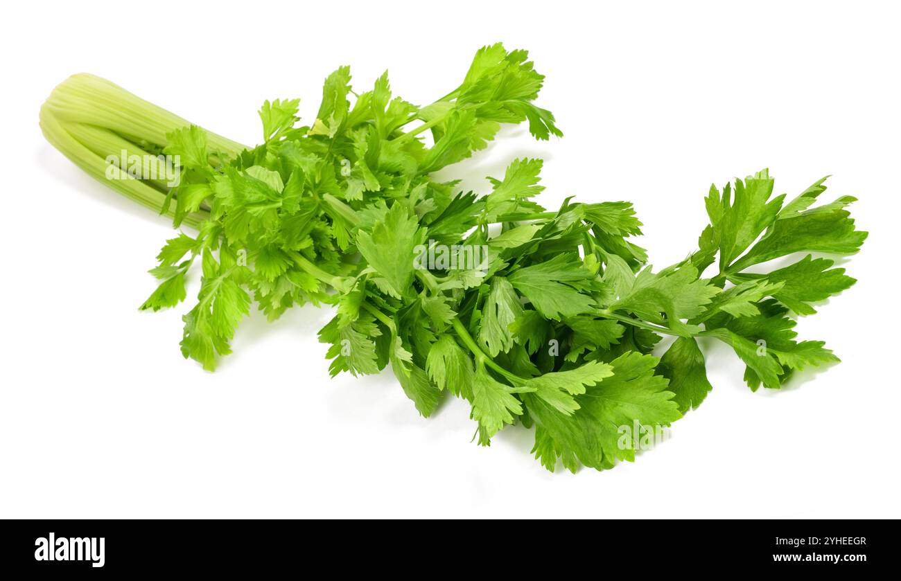 Fresh celery isolated on white background Stock Photo - Alamy