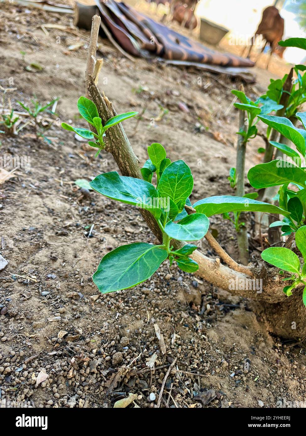 Ashwagandha green plant or withania somnifera plant grow in garden ...
