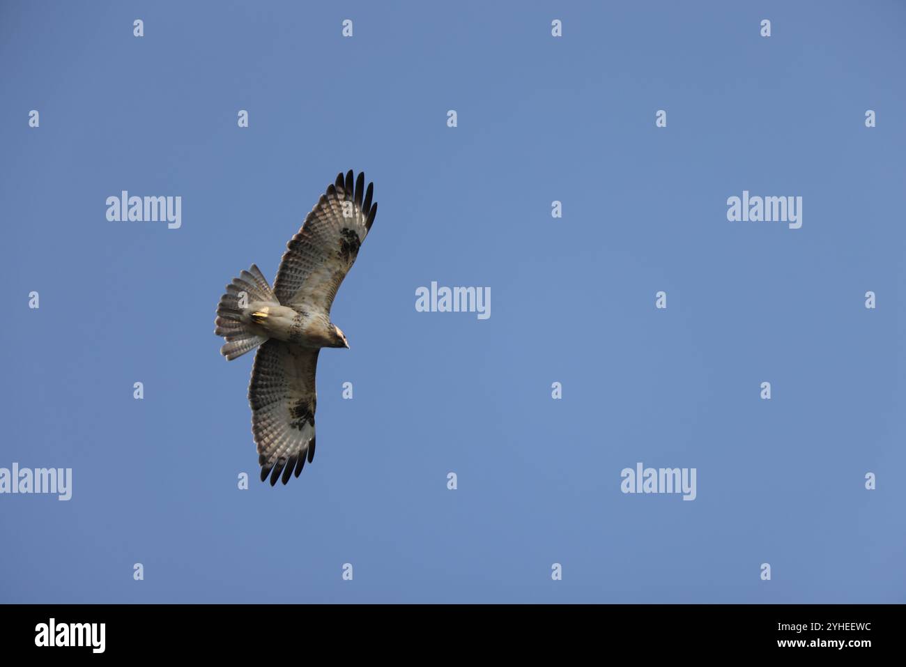 The eastern buzzard or Japanese buzzard (Buteo japonicus) is a medium ...