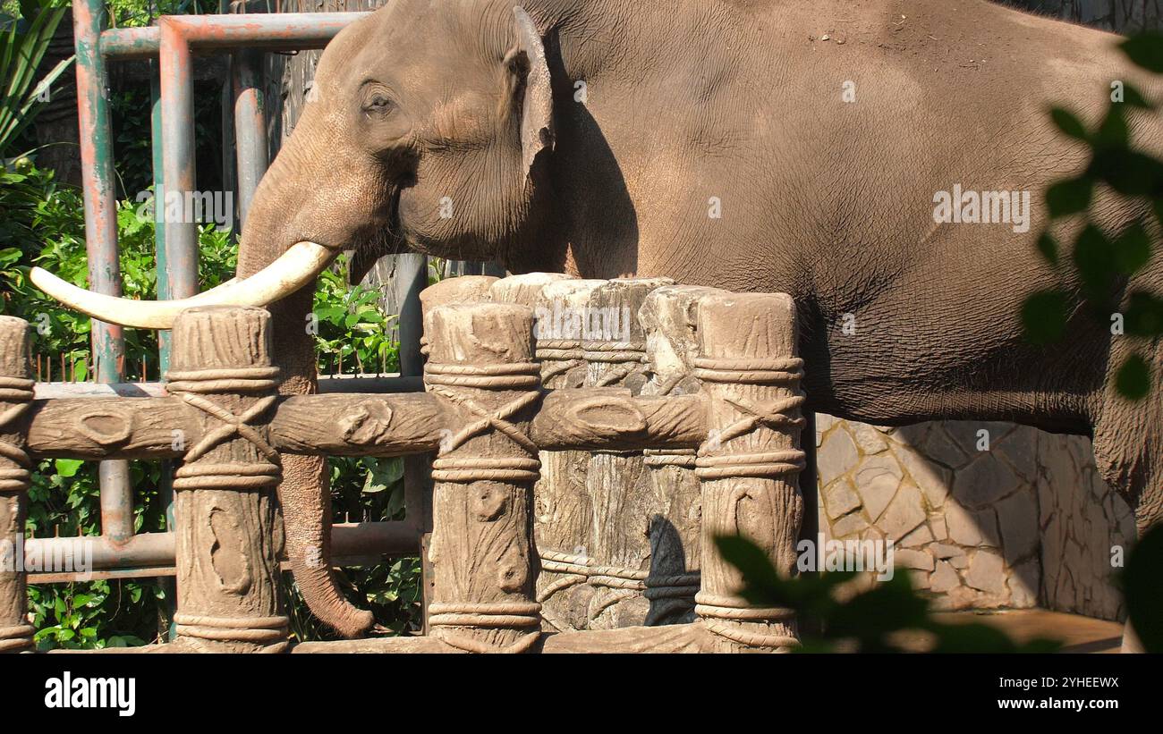 Asian elephant behind wooden barrier hi-res stock photography and ...