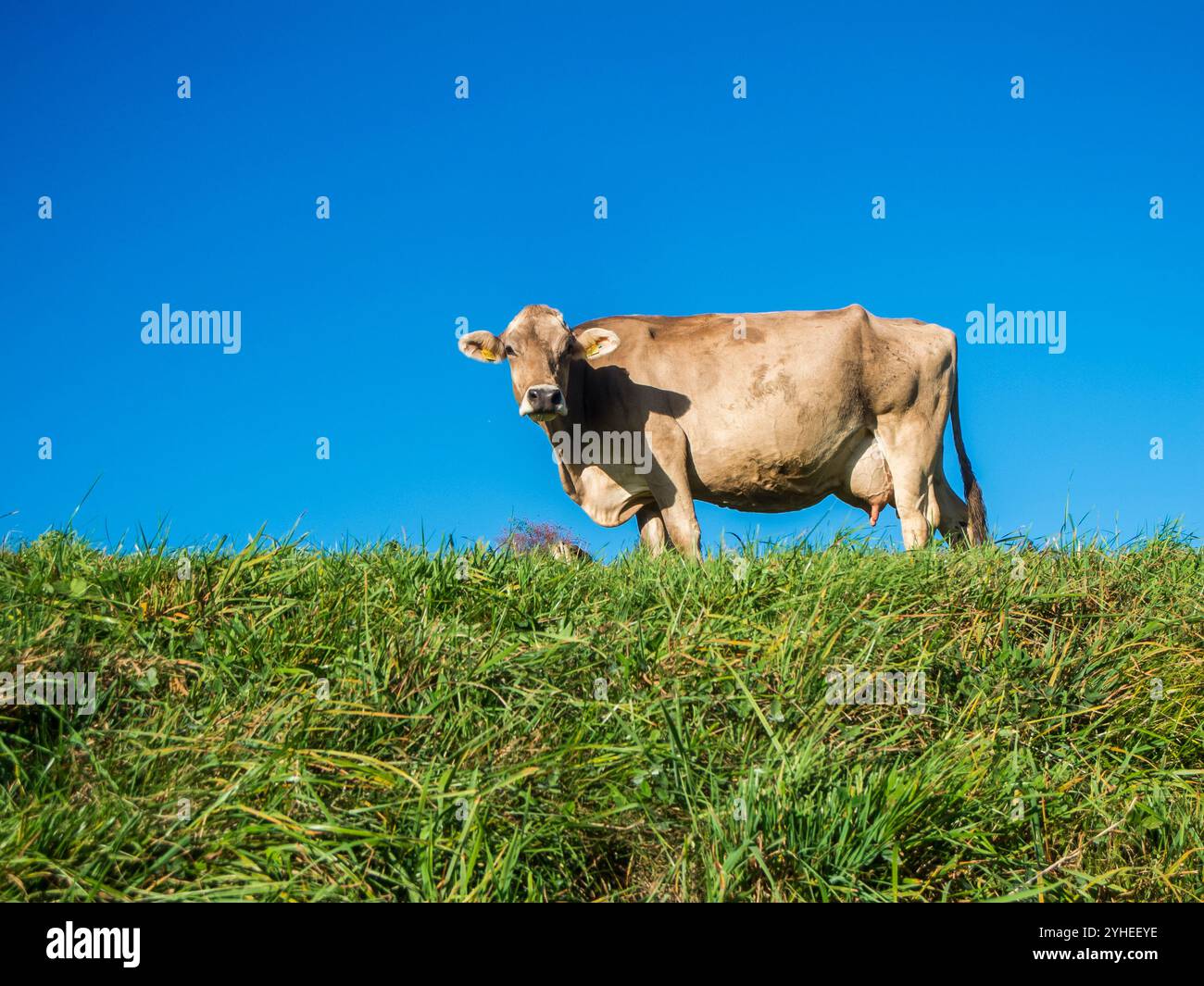 Full body side view of a brown hornless dairy cow on a pasture against ...