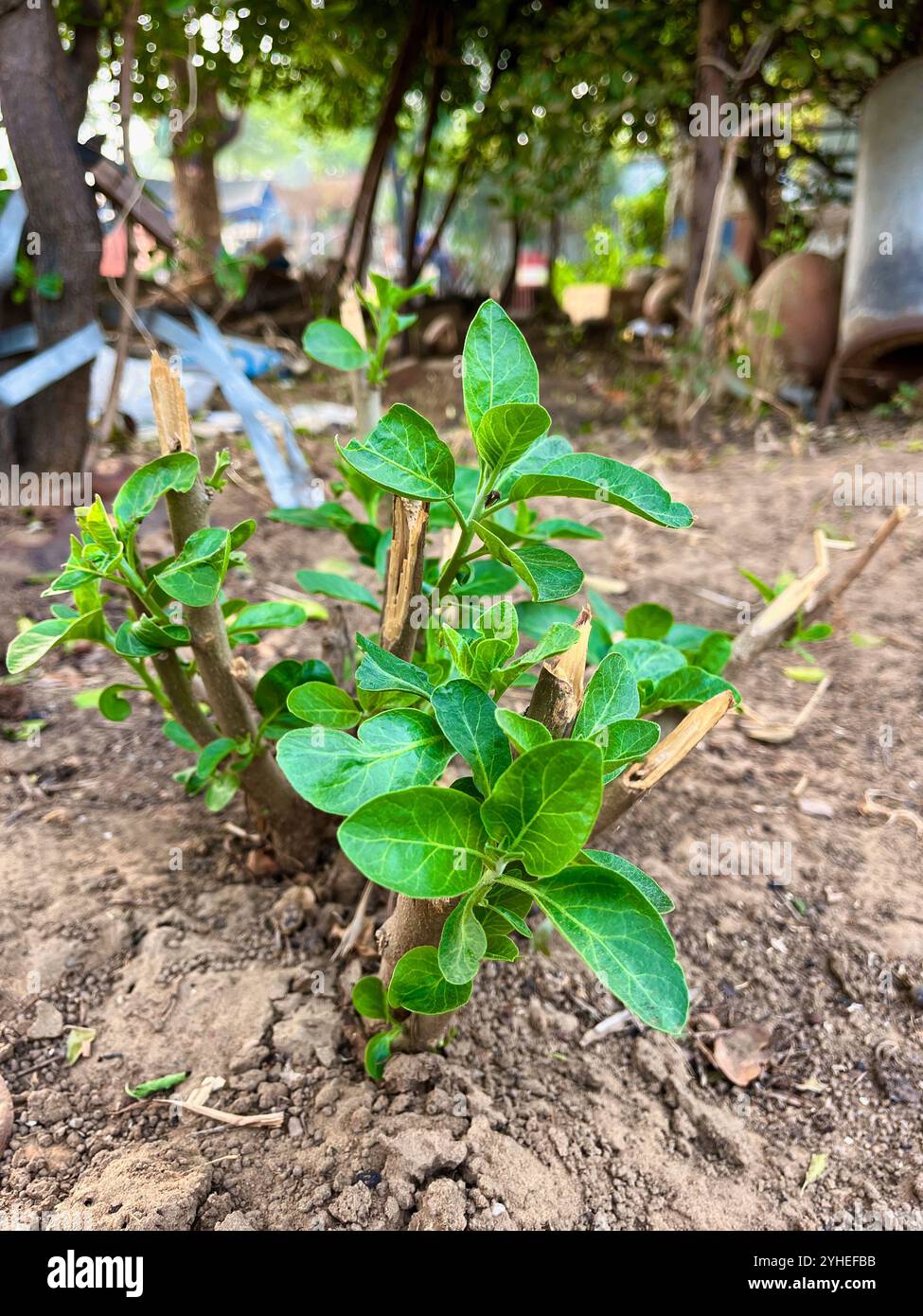 Ashwagandha green plant or withania somnifera plant grow in garden ...