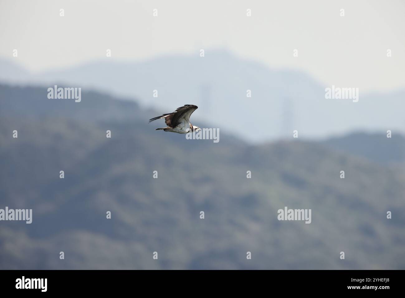 The osprey (Pandion haliaetus), historically known as sea hawk, river ...