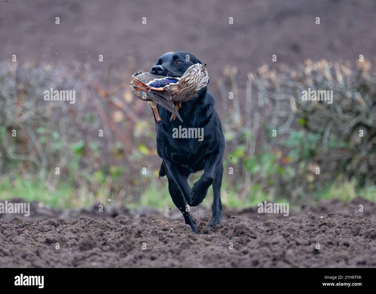 Black Labrador working on a game shoot Stock Photo - Alamy