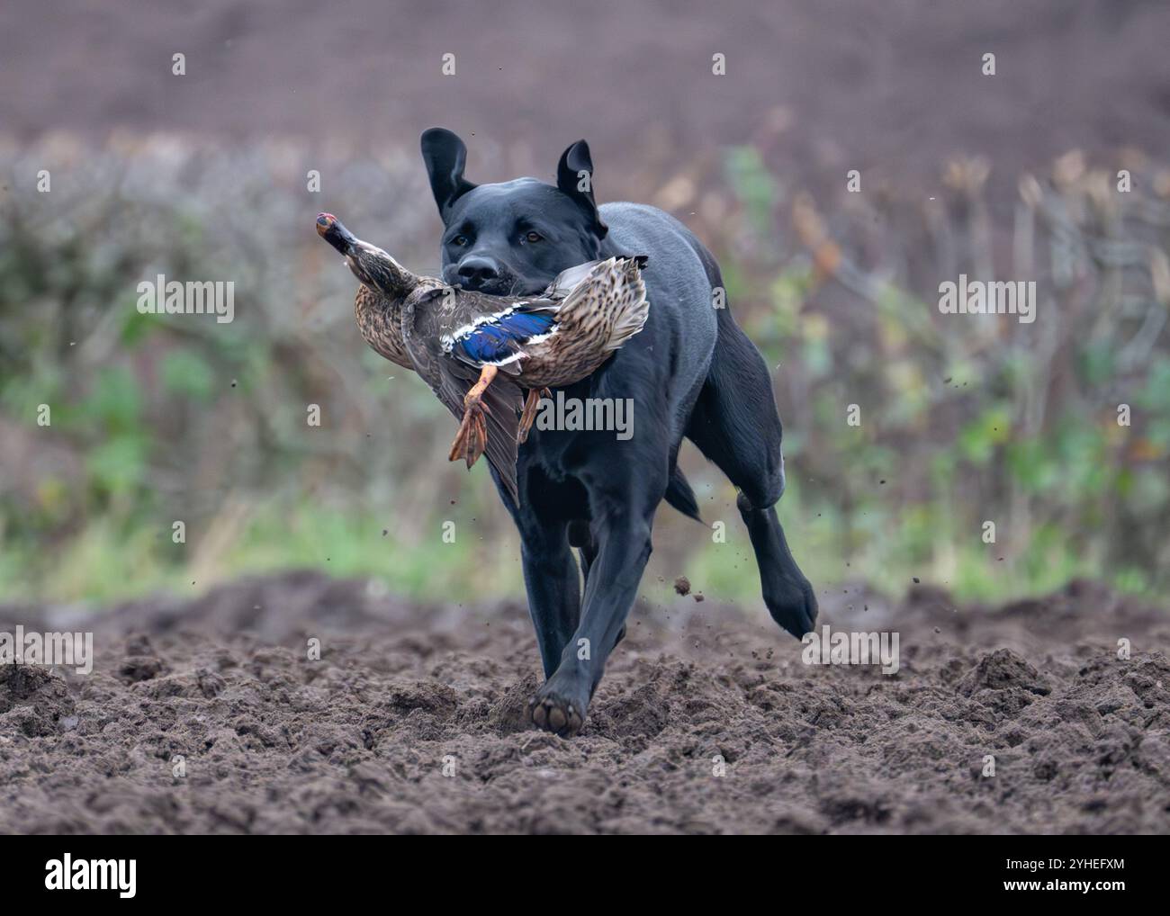 Black Labrador working on a game shoot Stock Photo - Alamy