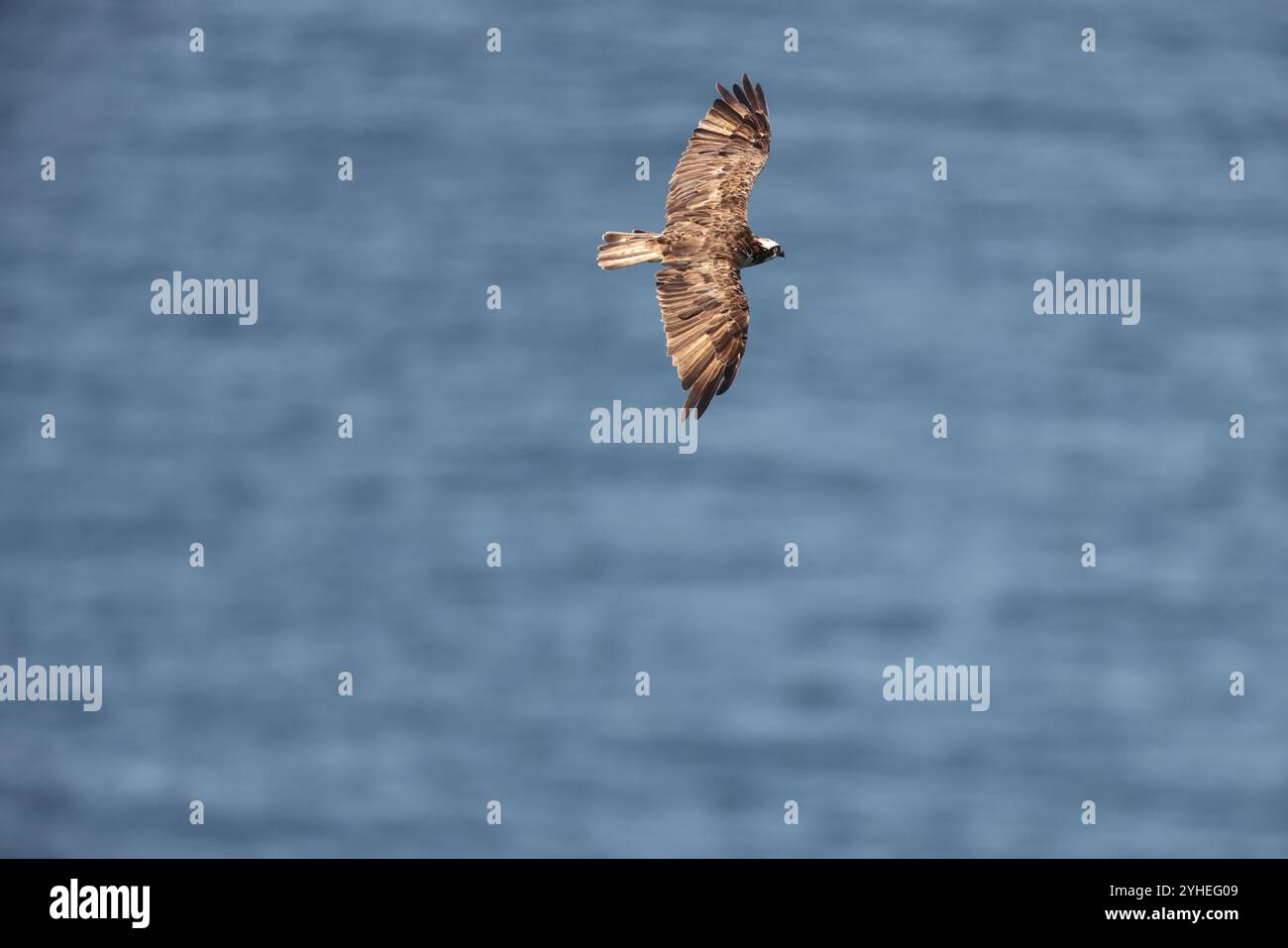 The osprey (Pandion haliaetus), historically known as sea hawk, river ...
