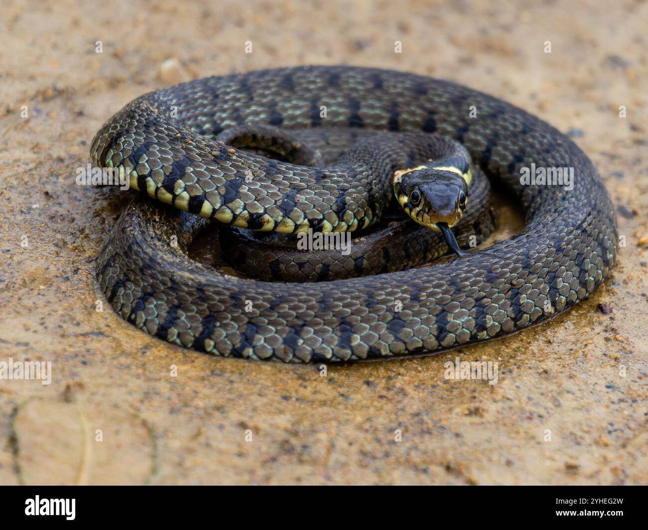 Grass snake, Natrix natrix Stock Photo - Alamy